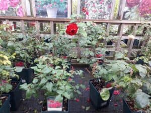 Choosing the Best Pots for Roses (With Examples) – Gardener Report