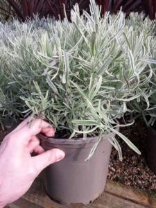 Why is My Lavender Dying? (8 Solutions That Actually Work) – Gardener ...