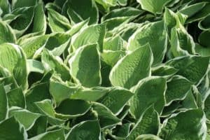 How Far Apart to Plant Hostas: (The Definitive Guide) – Gardener Report