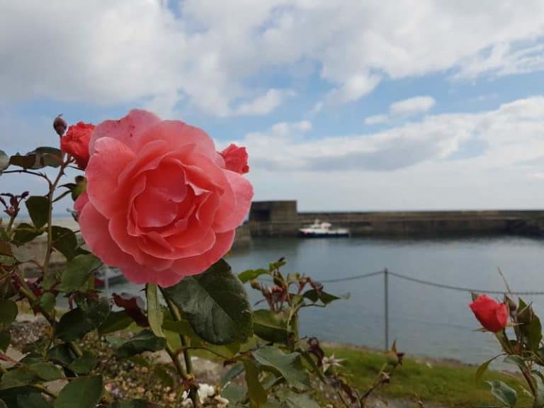 How to Grow Roses in Windy Areas (6 Step Guide) – Gardener Report