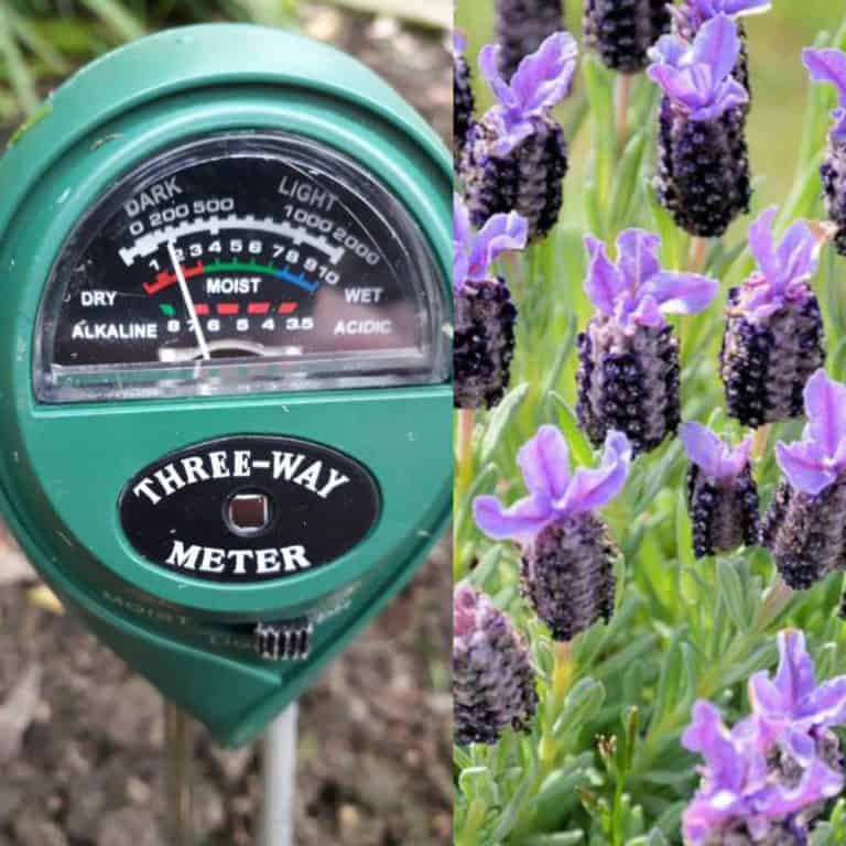 Will Lavender Grow in Acidic Soil? – Gardener Report