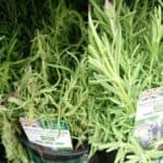 How to Revive a Dying Lavender Plant – Gardener Report