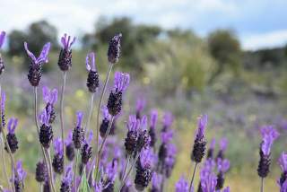 When and How Long Does Lavender Bloom? – Gardener Report