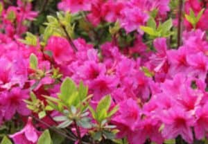 Preparing Garden Soil for Azaleas – Gardener Report
