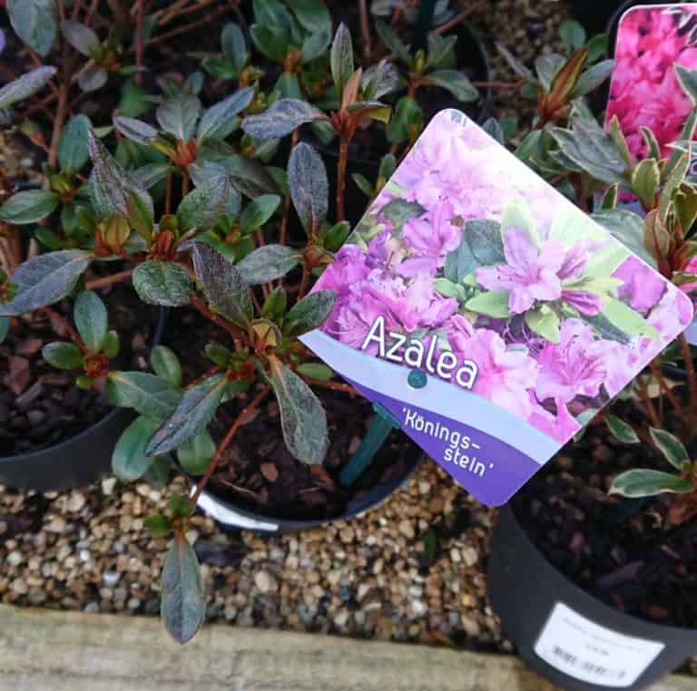 How Much and How Often to Water Azaleas (Indoors and Outdoors ...