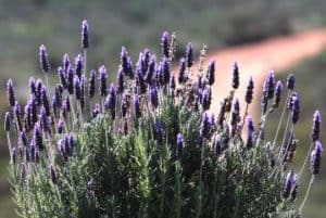 When and How Long Does Lavender Bloom? – Gardener Report
