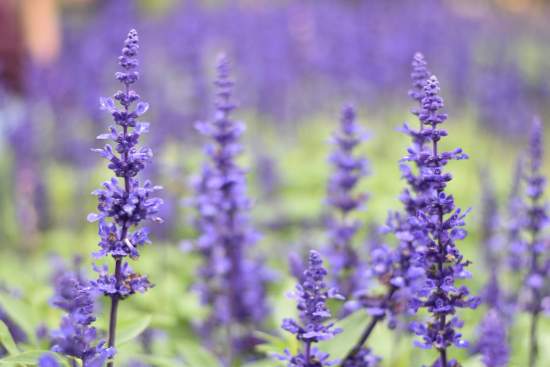 When and How Long Does Lavender Bloom? – Gardener Report