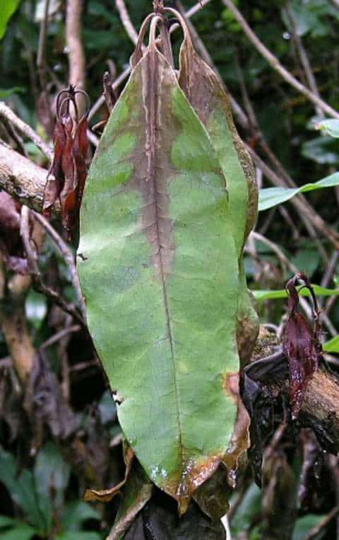 Why is My Potted Azalea Dying? (7 Reasons) – Gardener Report