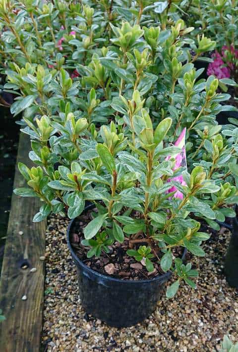 Choosing the Best Pots for Azaleas – Gardener Report