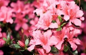 3 Reasons Why Your Azalea (Leaves and Flowers) are Wilting – Gardener ...
