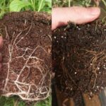 How to Revive a Dying Mint Plant – Gardener Report