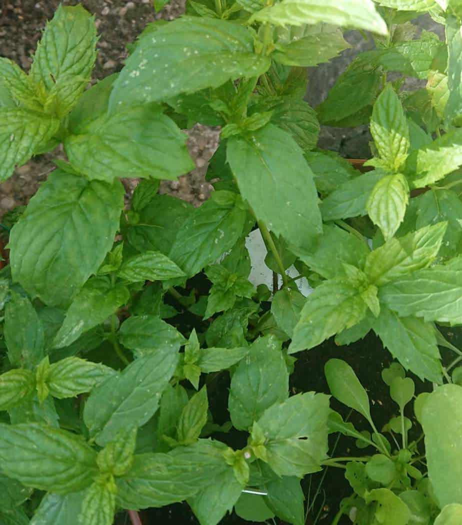 Mint Plant Wilting How To Solve It Gardener Report