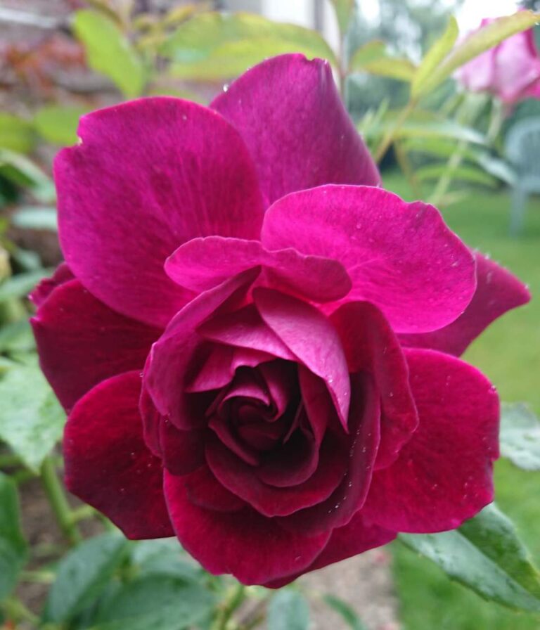 Roses Not Blooming? (6 Solutions That Actually Work) – Gardener Report