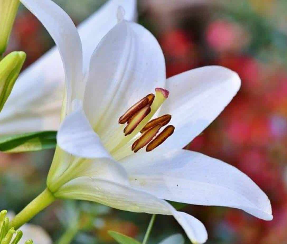  8 Reasons Why Your Lilies Are Not Flowering Gardener Report