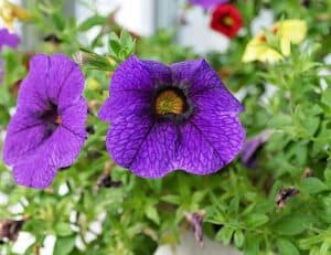 Why is My Calibrachoa Dying? (How to Save it) – Gardener Report
