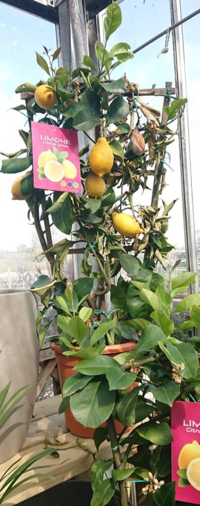 How to Water Lemon Trees – Gardener Report