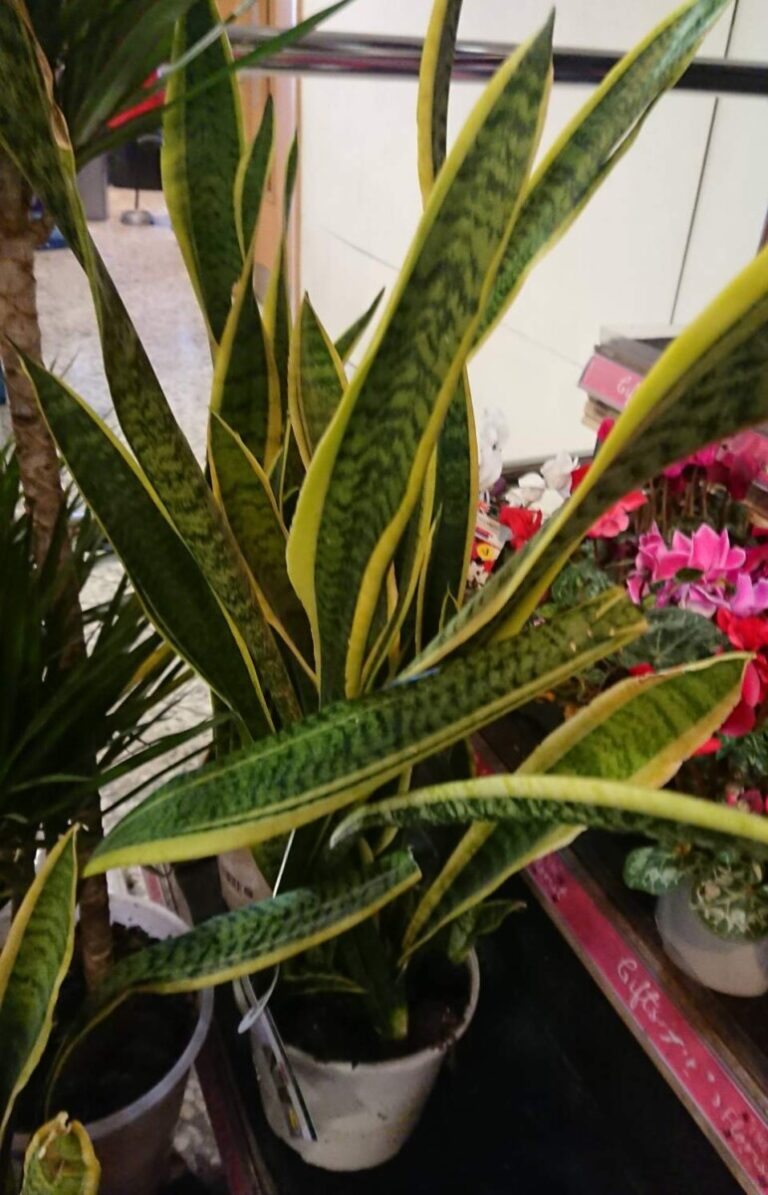 How to Save a Snake Plant With Drooping Leaves – Gardener Report