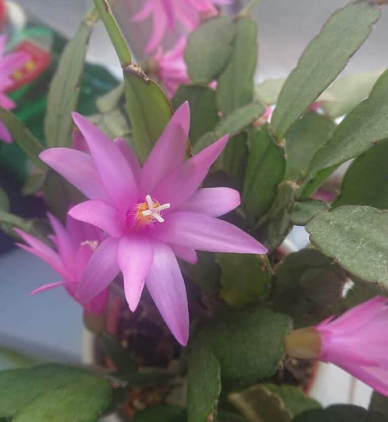 How to Revive a Dying Christmas Cactus – Gardener Report