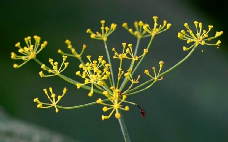 Why is My Dill Plant Dying? – Gardener Report