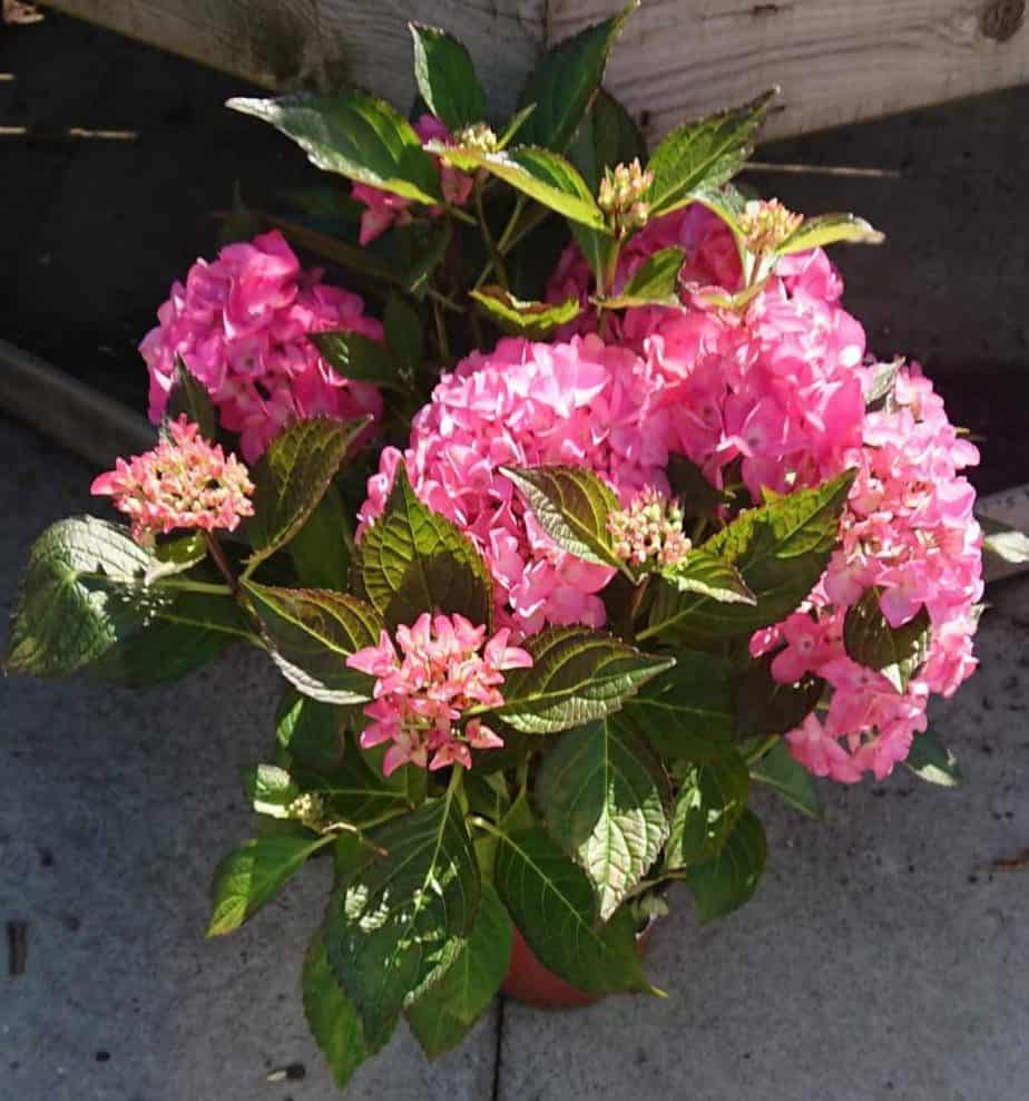 Hydrangea Not Blooming? (6 Solutions That Actually Work) – Gardener Report