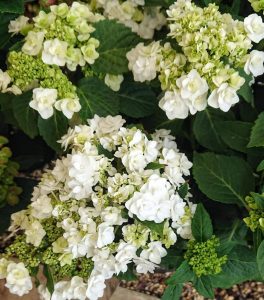 What Soil is Best for Hydrangeas? – Gardener Report