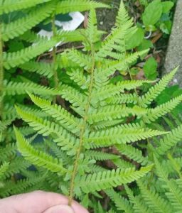 How to Revive a Dying Fern – Gardener Report