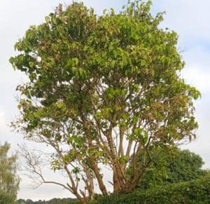 8 Reasons for Lilac Not Blooming- Lilac Not Flowering – Gardener Report