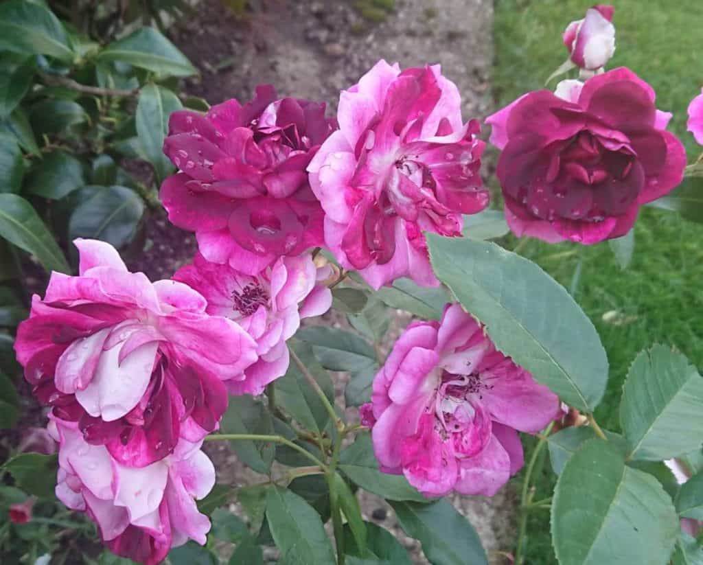 How To Get More Rose Blooms Gardener Report