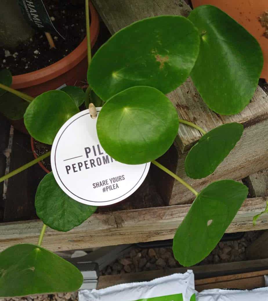 How To Revive A Dying Pilea Peperomioides Chinese Money Plant How To Revive A Dying Pilea Peperomioides Chinese Money Plant