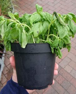 How to Revive a Dying Basil Plant – Gardener Report