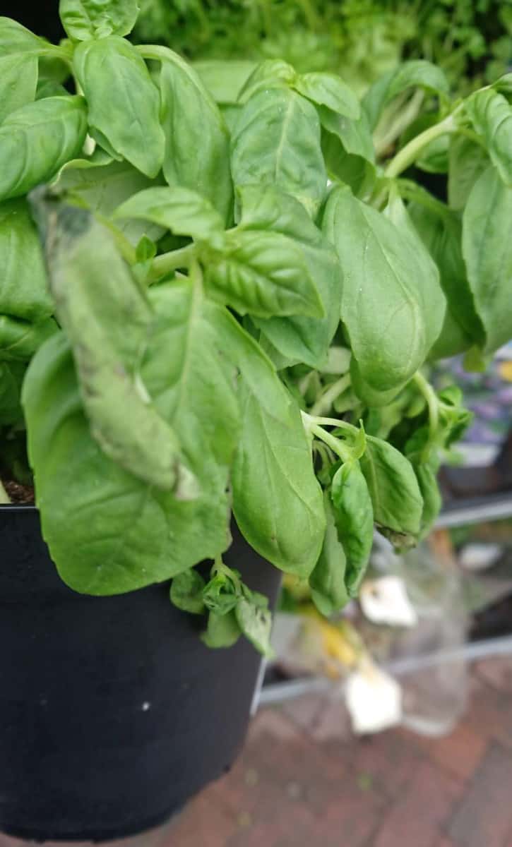 How To Revive A Dying Basil Plant Gardener Report