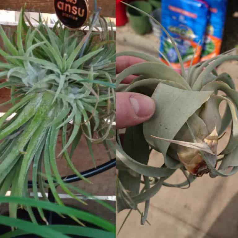 How to Revive a Dying Bromeliad – Gardener Report