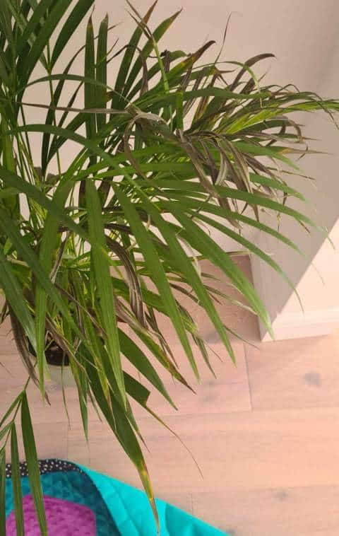 How To Revive A Dying Majesty Palm Gardener Report