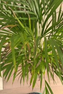 How to Revive a Dying Indoor Palm Tree – Gardener Report