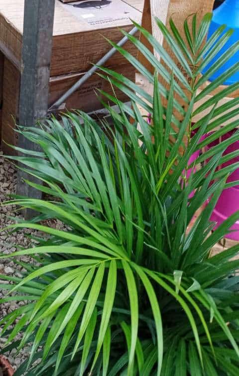 How To Revive A Dying Indoor Palm Tree Gardener Report