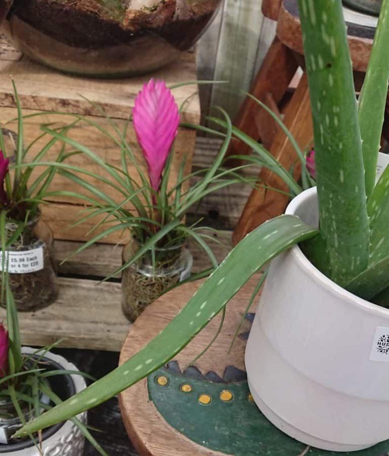 How to Save a Drooping Aloe Plant – Gardener Report