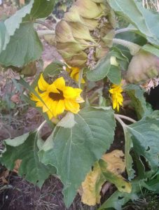 Sunflower Dying? (How to Revive it) – Gardener Report