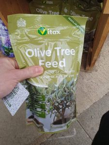 How to Revive a Dying Olive Tree – Gardener Report