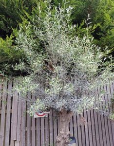 How to Revive a Dying Olive Tree – Gardener Report