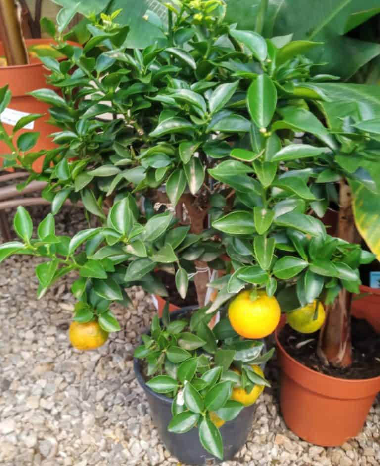 How to Revive a Dying Orange Tree – Gardener Report
