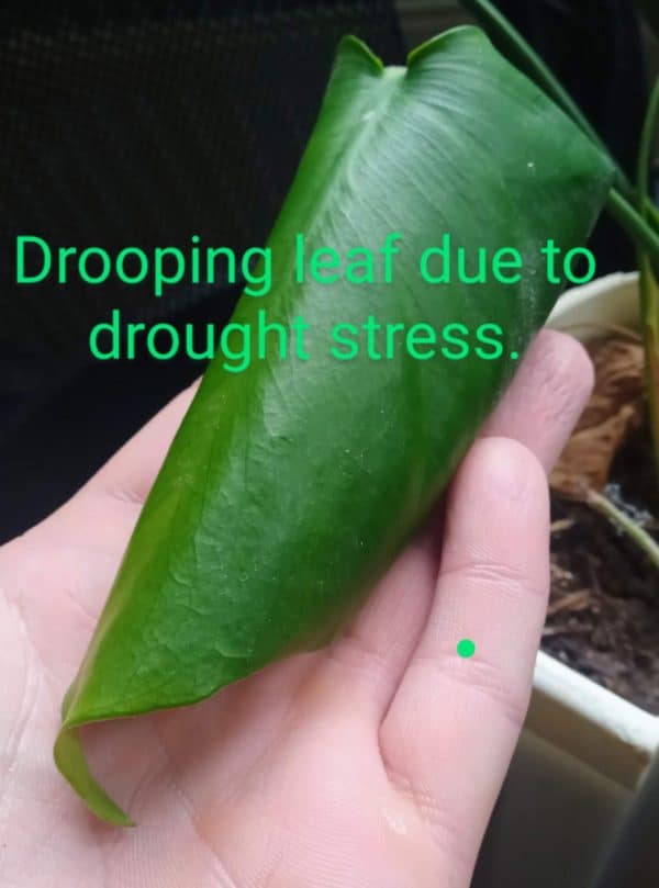 Why is My Monstera Plant Droopy? (How to Save it) – Gardener Report
