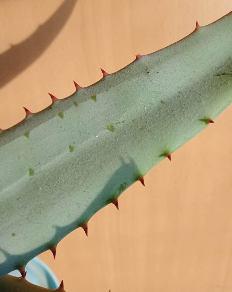 5 Most Common Problems With Aloe Plants (How to Solve Them) – Gardener ...