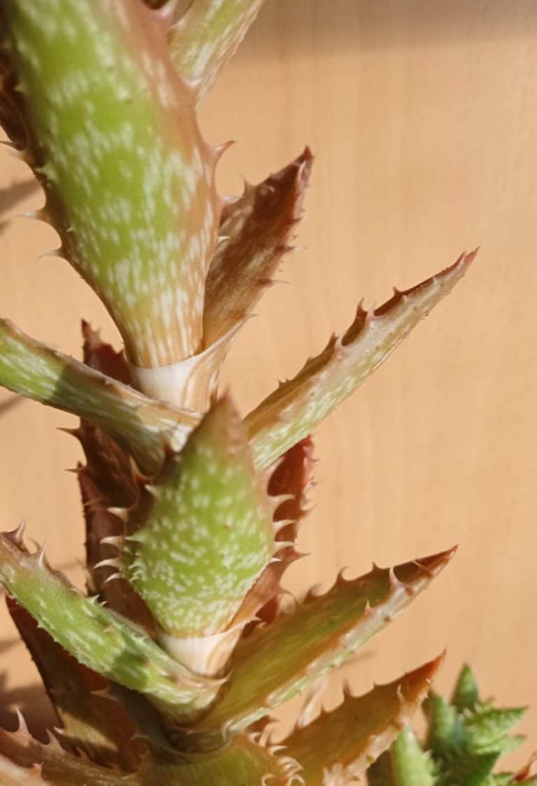 5 Most Common Problems With Aloe Plants (How to Solve Them) – Gardener ...