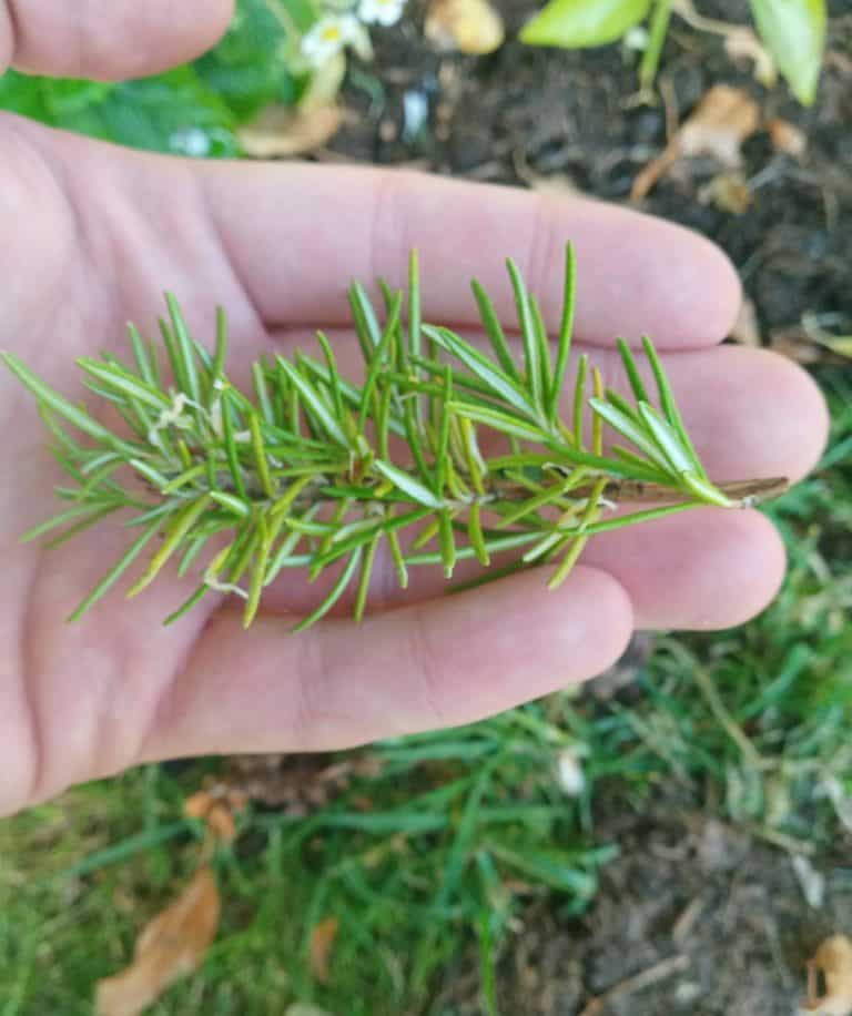How to Propagate Rosemary From Cuttings (With Photos) – Gardener Report
