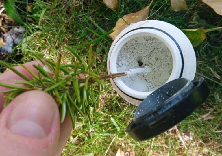 How to Propagate Rosemary From Cuttings (With Photos) – Gardener Report