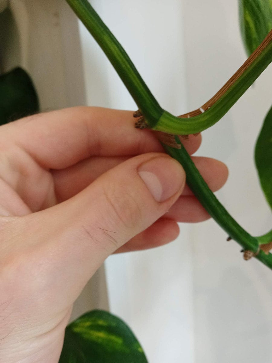 How to Grow and Care for Monstera Deliciosa – Gardener Report