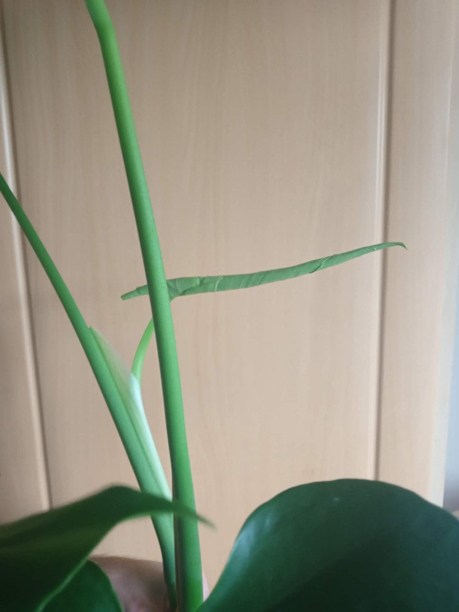How to Grow and Care for Monstera Deliciosa – Gardener Report