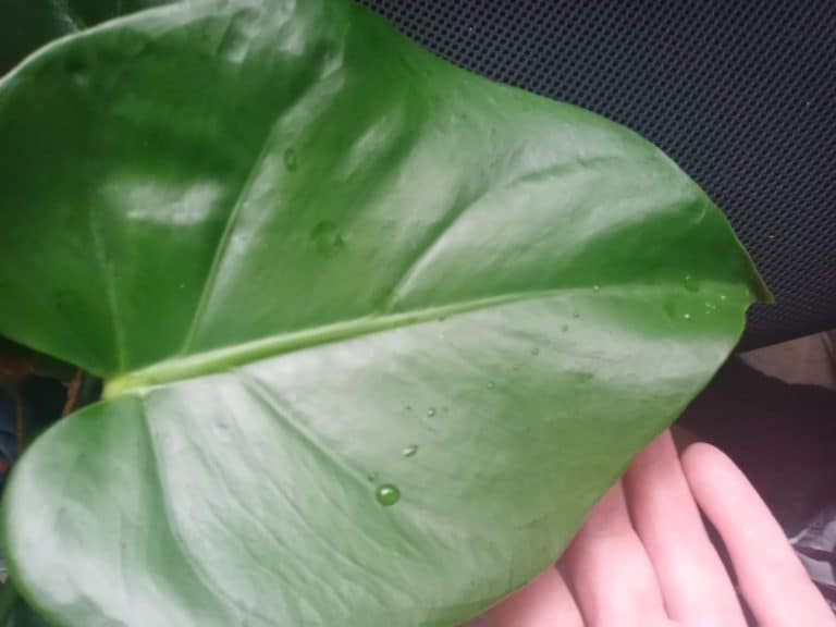 How to Grow and Care for Monstera Deliciosa – Gardener Report