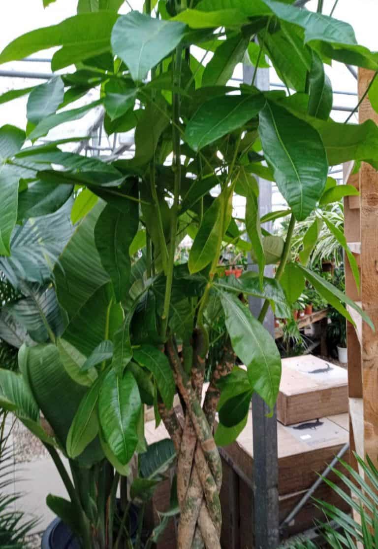 Money Tree Care: A Beginners Guide to Growing Money Trees – Gardener Report