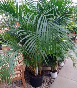 How to Care for Potted Indoor Palm Trees – Gardener Report